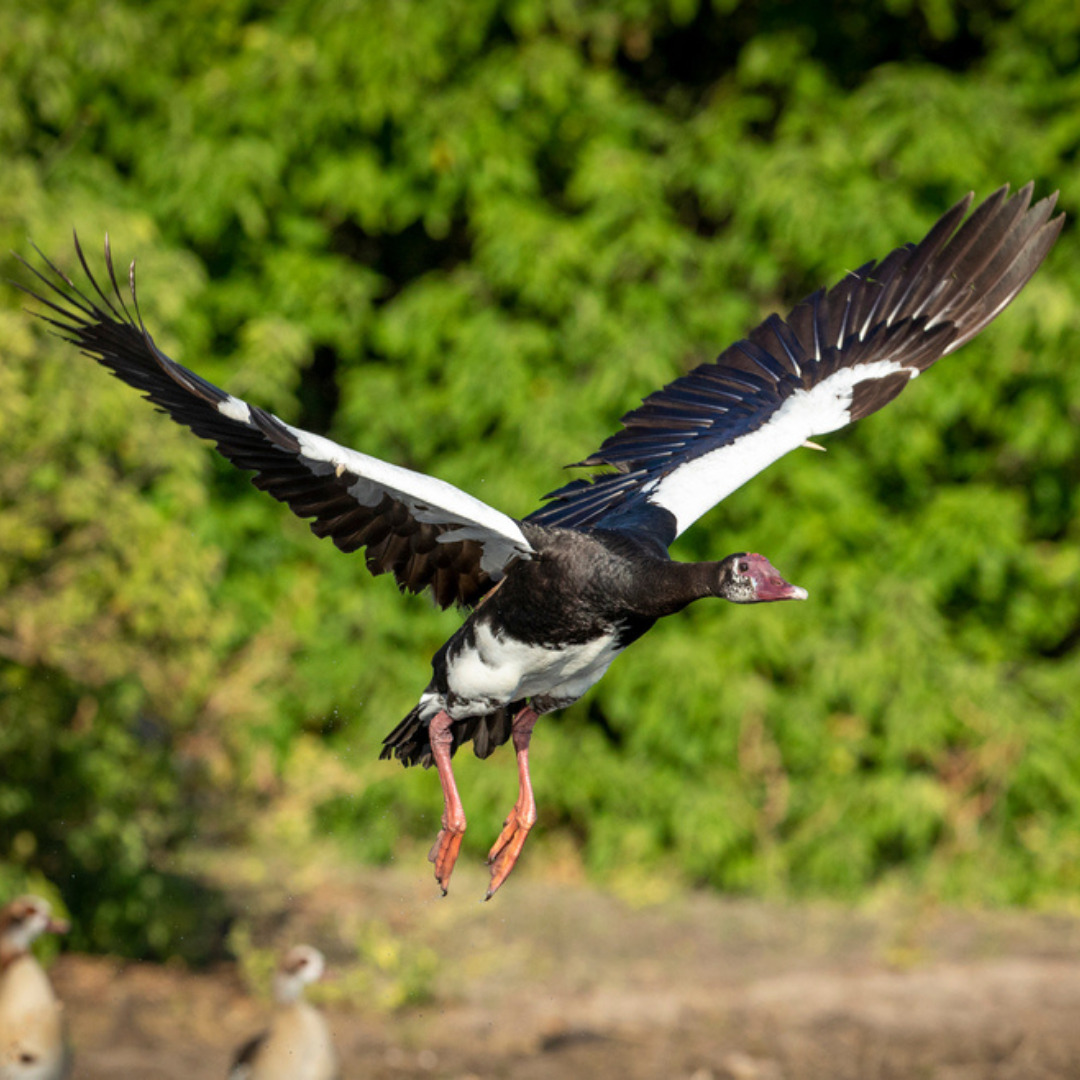 RSPB Arne near our Bed and Breakfast Dorset - Spurwing Guest House